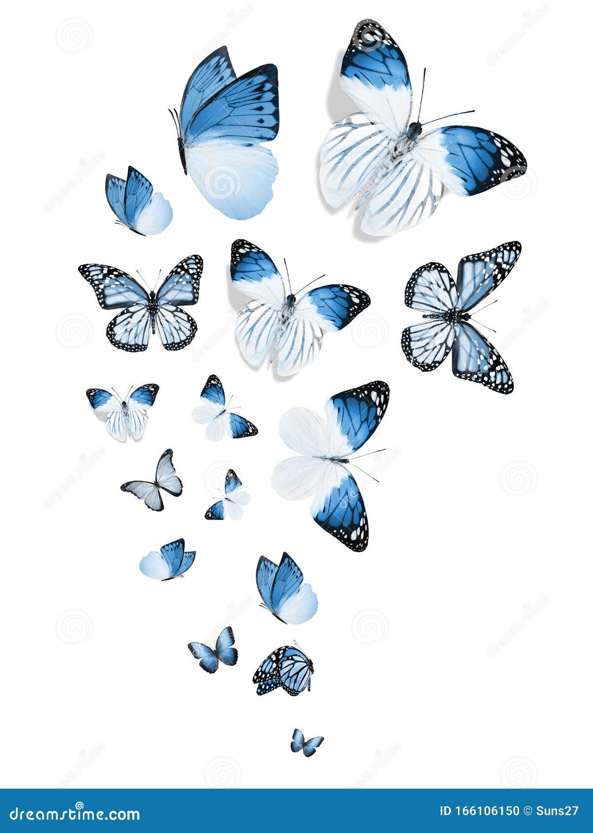 Flock of Flying Butterflies Isolated on White Stock Photo - Image of ...