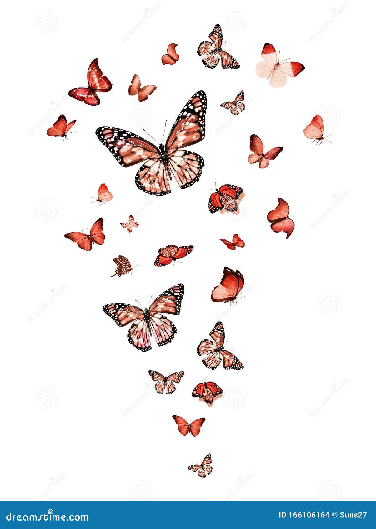 Flock of Flying Butterflies Isolated on White Stock Photo - Image of ...