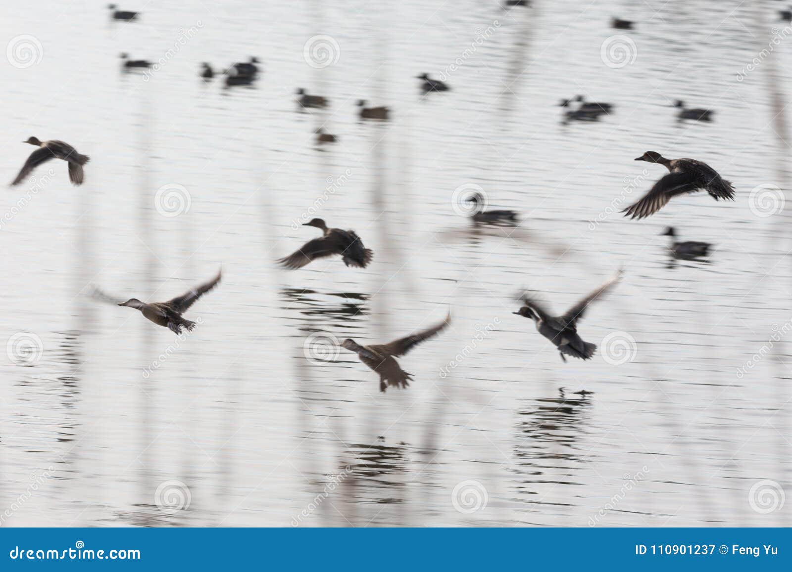 Flock flying ducks stock image. Image of flying, flock - 110901237