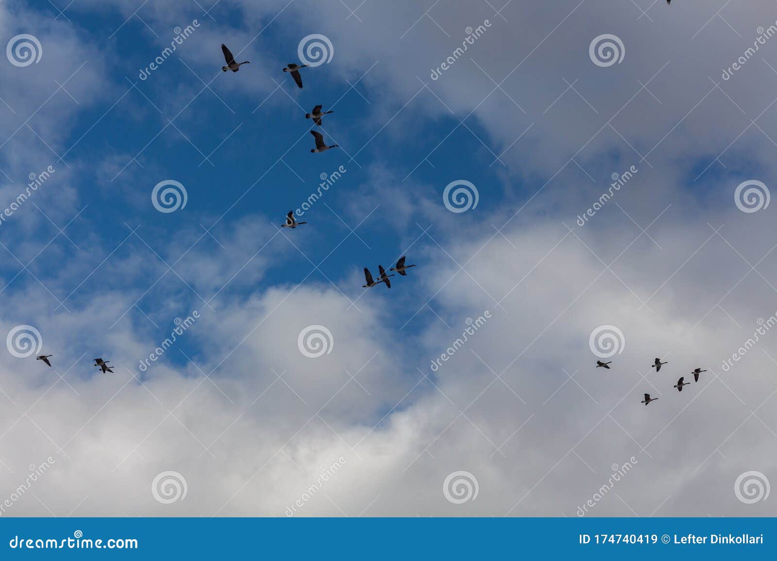 Flock of Flying Ducks in the Sky Stock Image - Image of wildgeese, life ...