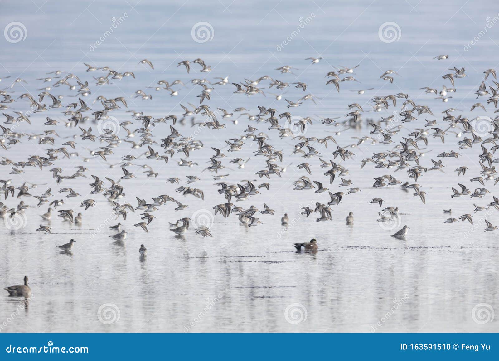 Flock of flying dunlin stock photo. Image of nature - 163591510