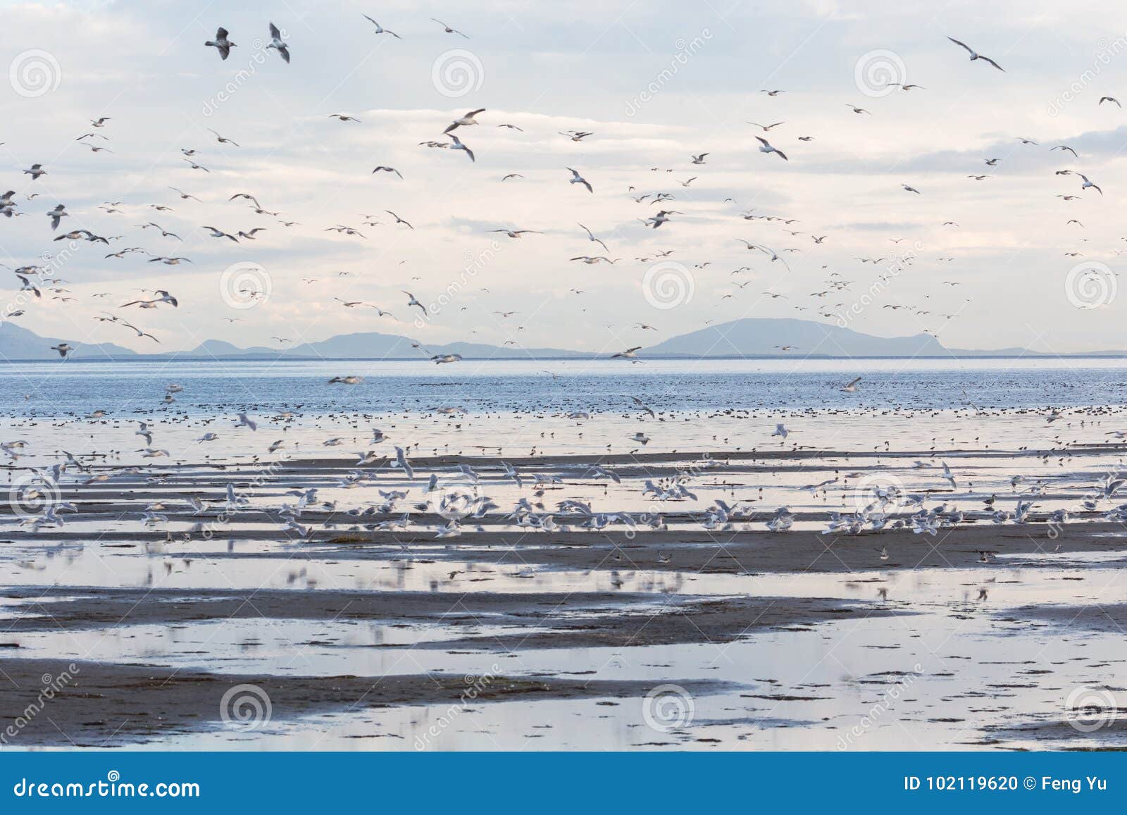 Flock flying gulls stock photo. Image of birds, wildlife - 102119620