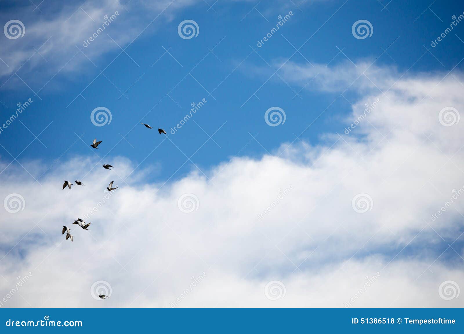 Flock Flying High stock photo. Image of doves, birds - 51386518