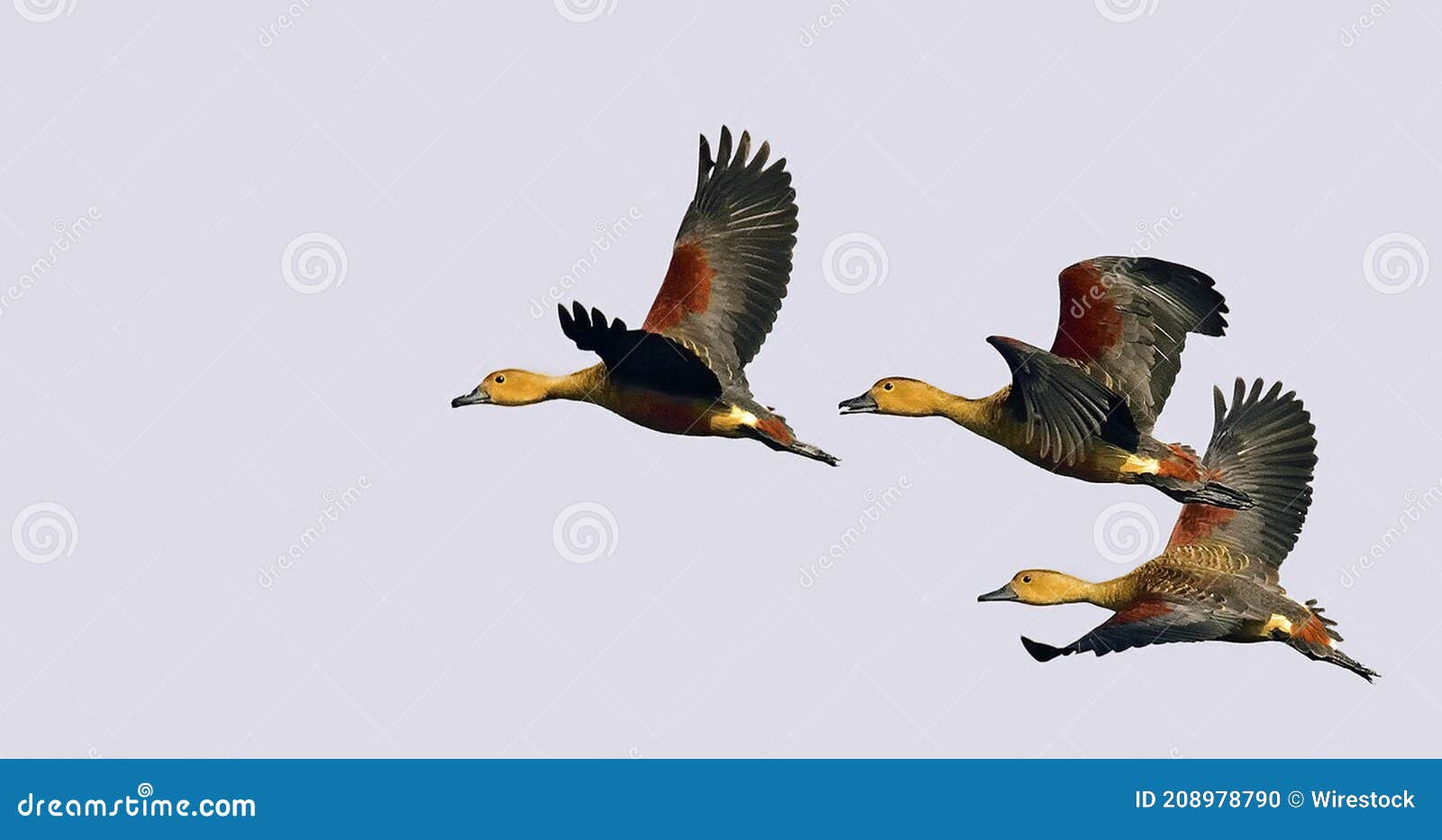 Flock of Flying Whistling Ducks Stock Photo - Image of ducks, nature ...