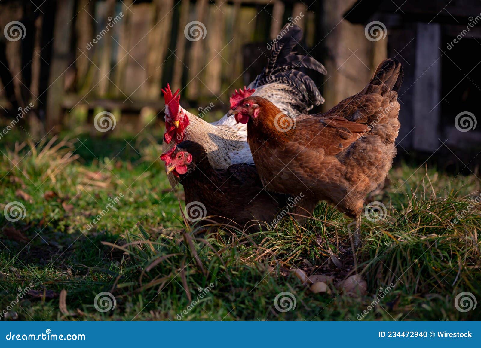 Flock of Free-range Chickens Foraging on Grasses on a Farm Stock Photo ...