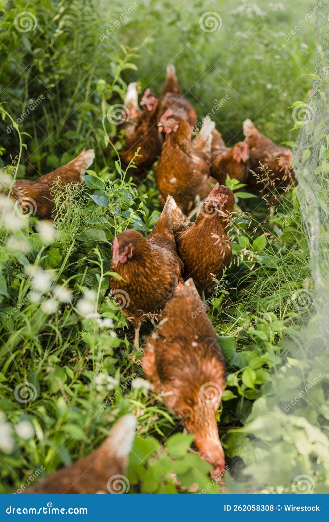 Flock of Free-range Chickens Foraging Grasses on a Farm Stock Photo ...