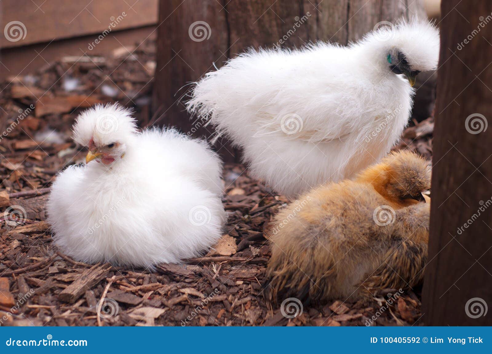 Silkie Chickens Royalty-Free Stock Image | CartoonDealer.com #45618838
