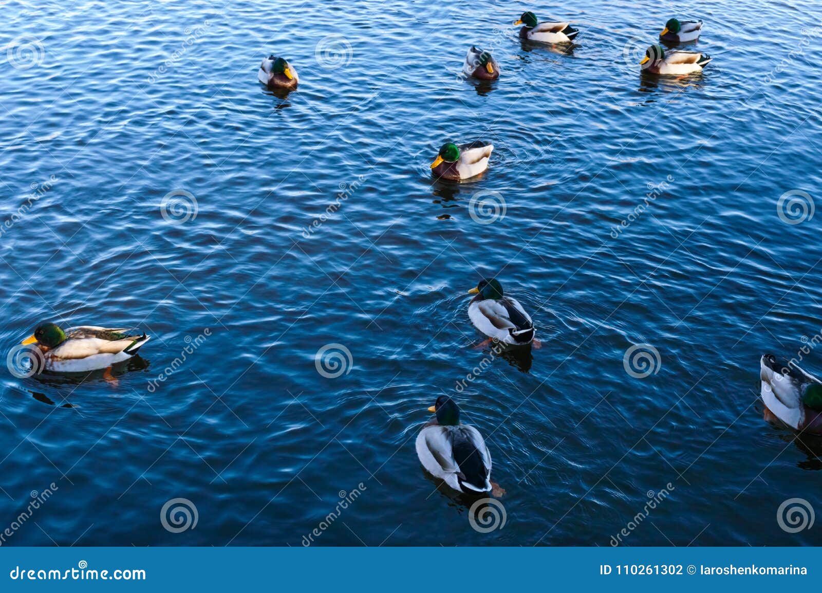 A Flock of Freshwater Ducks Swims in the Lake Stock Photo - Image of ...