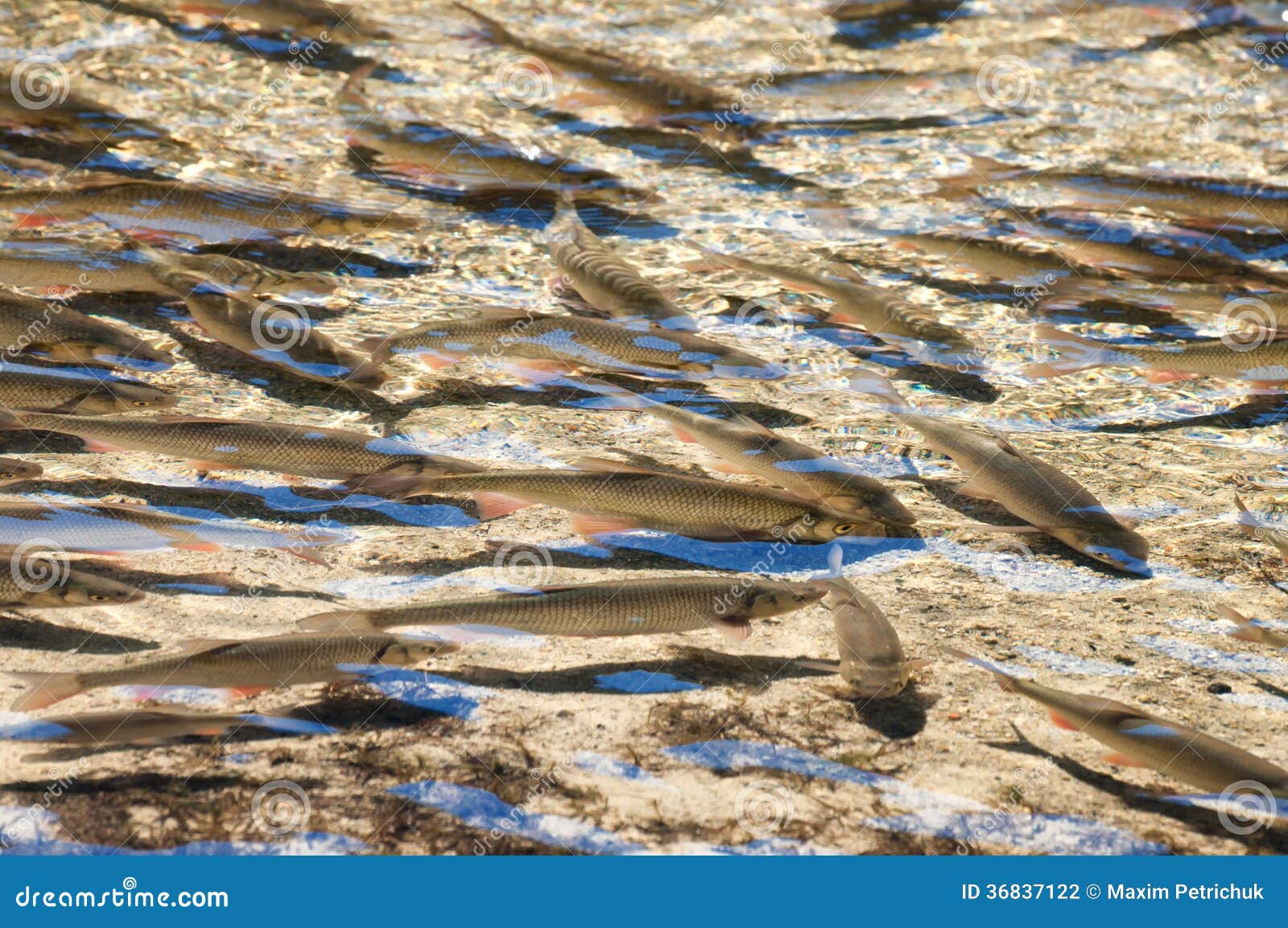 Flock of freshwater fish stock photo. Image of fishing - 36837122