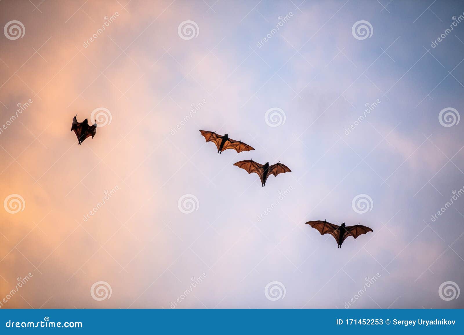 A Flock of Fruit Bats in the Sunset Sky. Stock Image - Image of ...