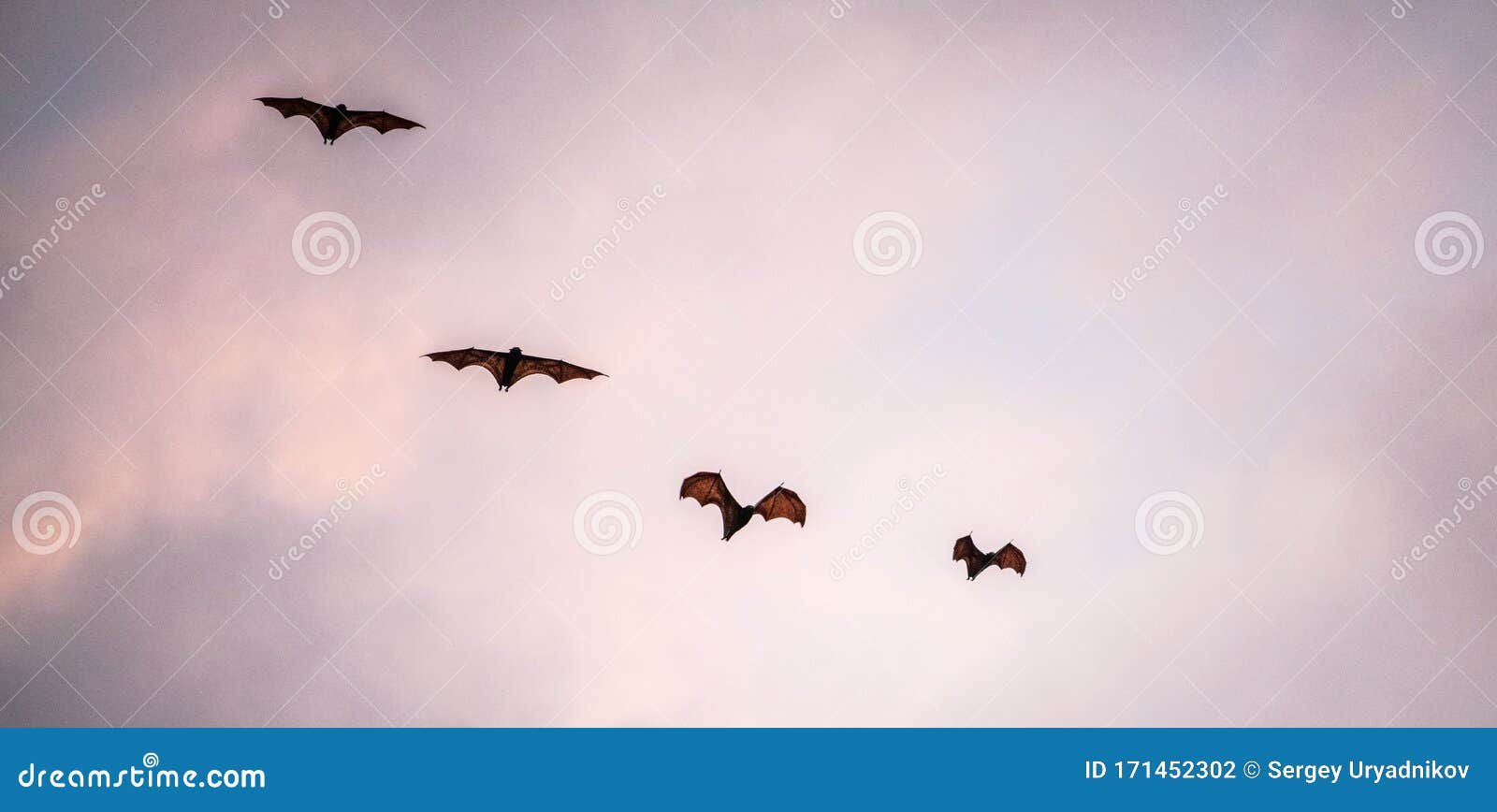 A Flock Of Fruit Bats In The Sunset Sky. The Small Flying Fox, Island ...