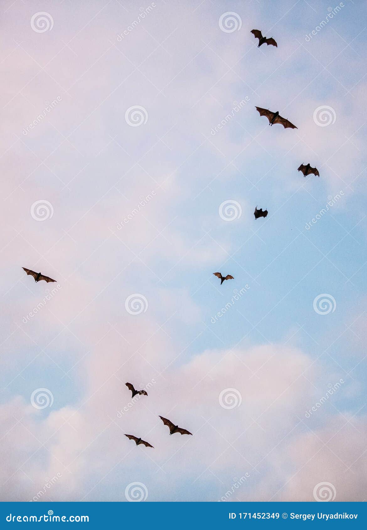 A Flock Of Fruit Bats In The Sunset Sky. The Small Flying Fox, Island ...