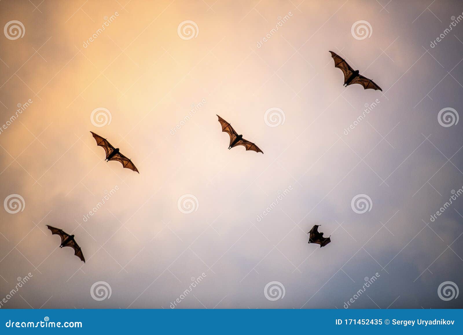 A Flock Of Fruit Bats In The Sunset Sky. The Small Flying Fox, Island ...
