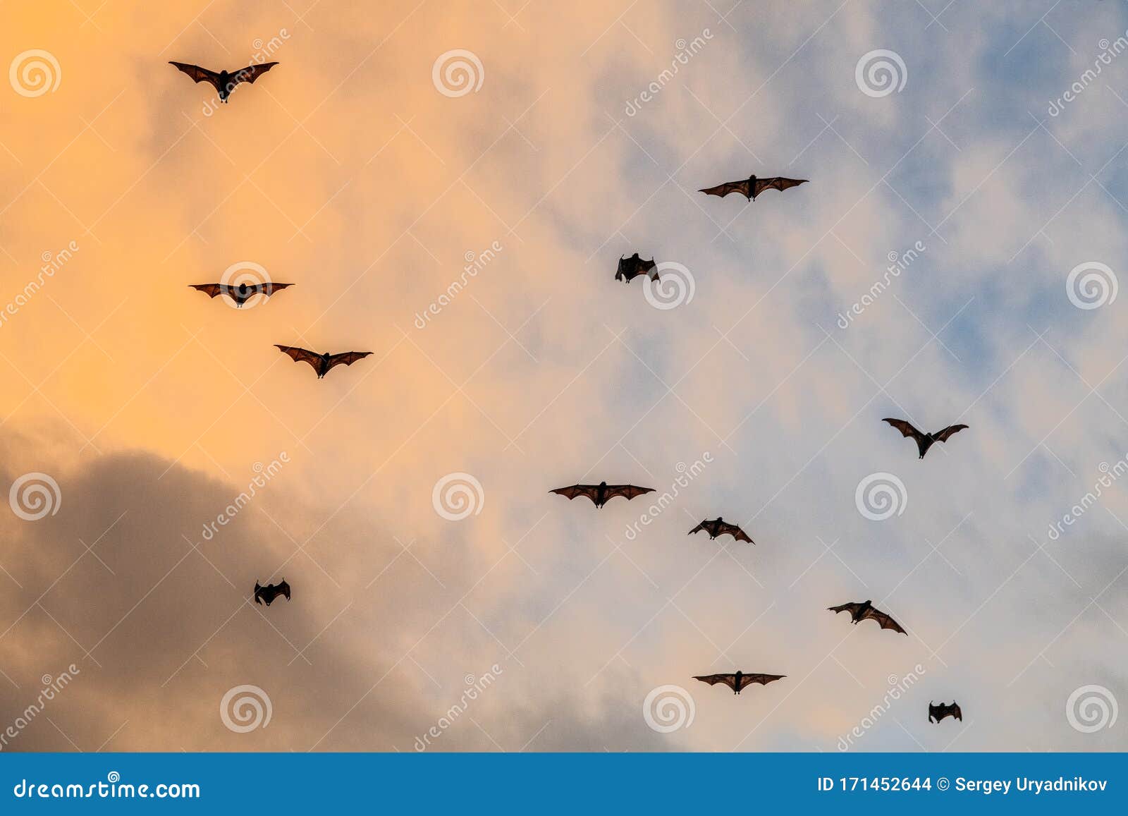 A Flock Of Fruit Bats In The Sunset Sky. The Small Flying Fox, Island ...