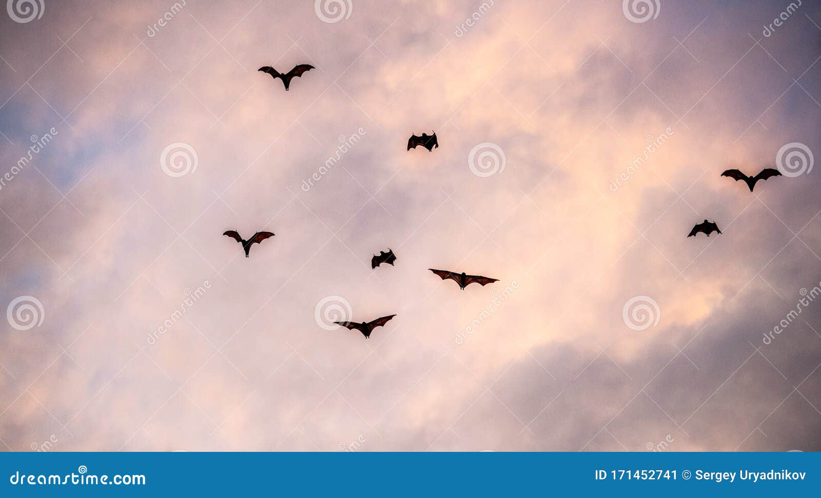 A Flock of Fruit Bats in the Sunset Sky. Stock Image - Image of dusk ...