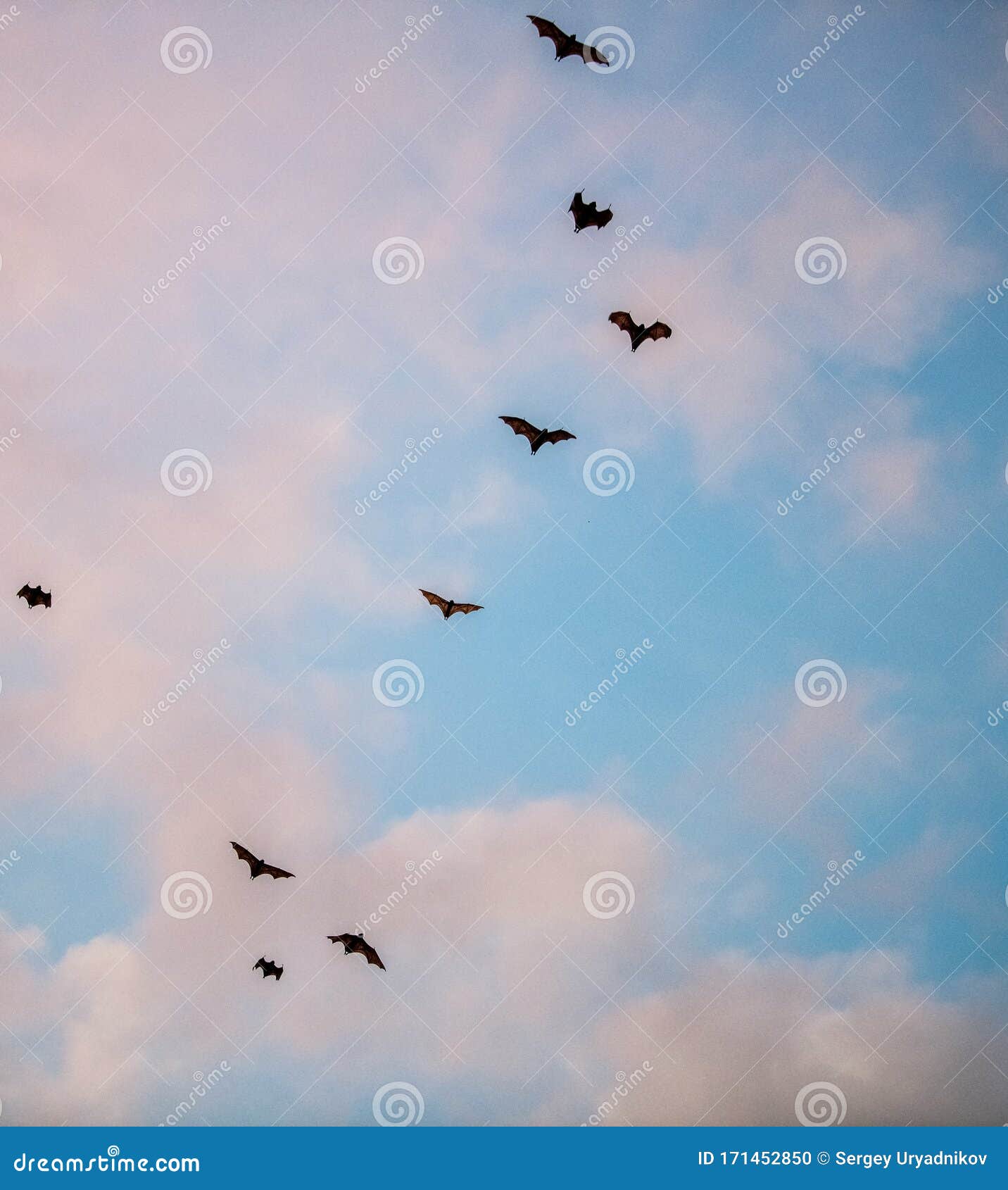 A Flock Of Fruit Bats In The Sunset Sky. The Small Flying Fox, Island ...