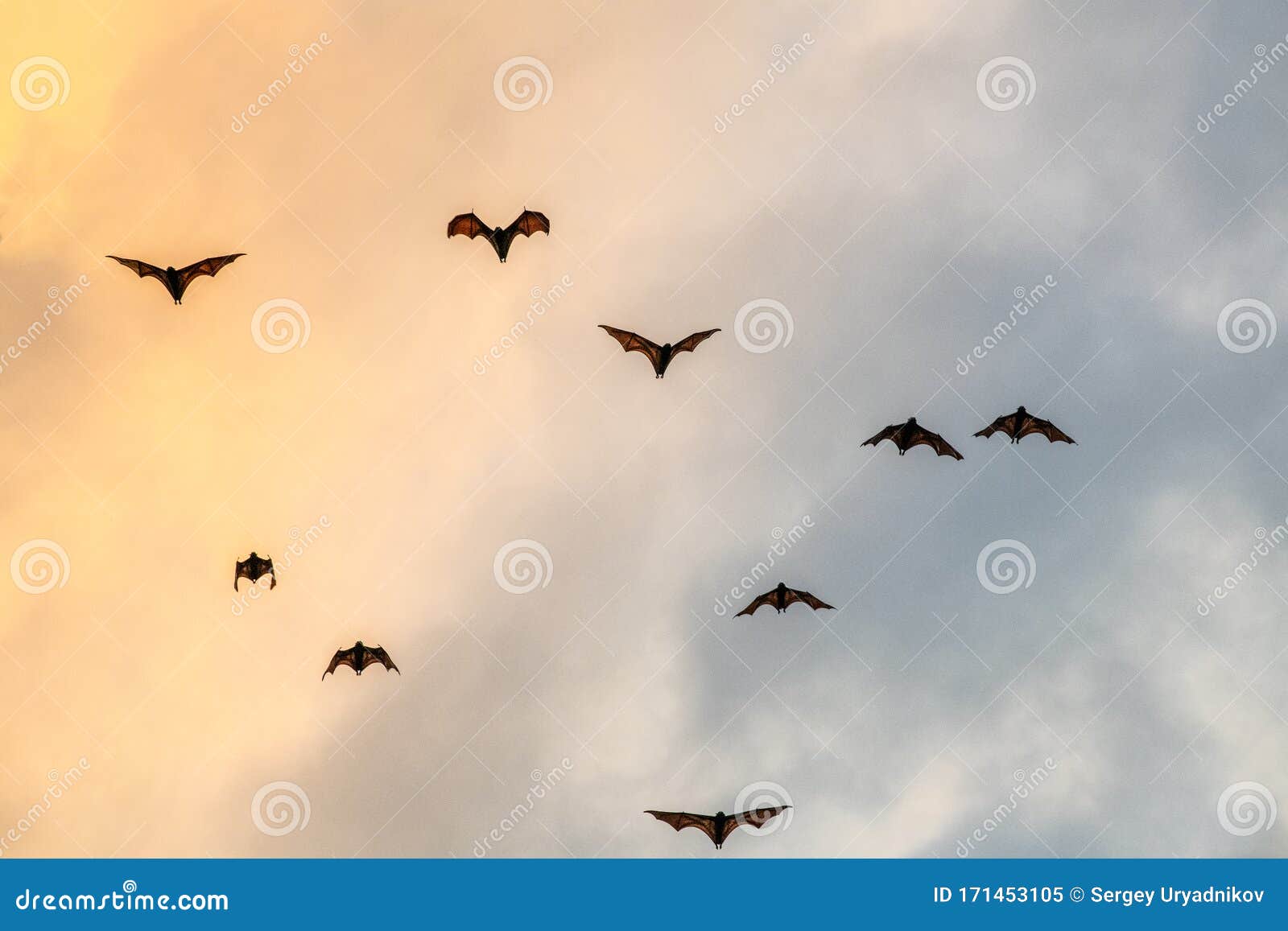 A Flock of Fruit Bats in the Sunset Sky. Stock Image - Image of ...