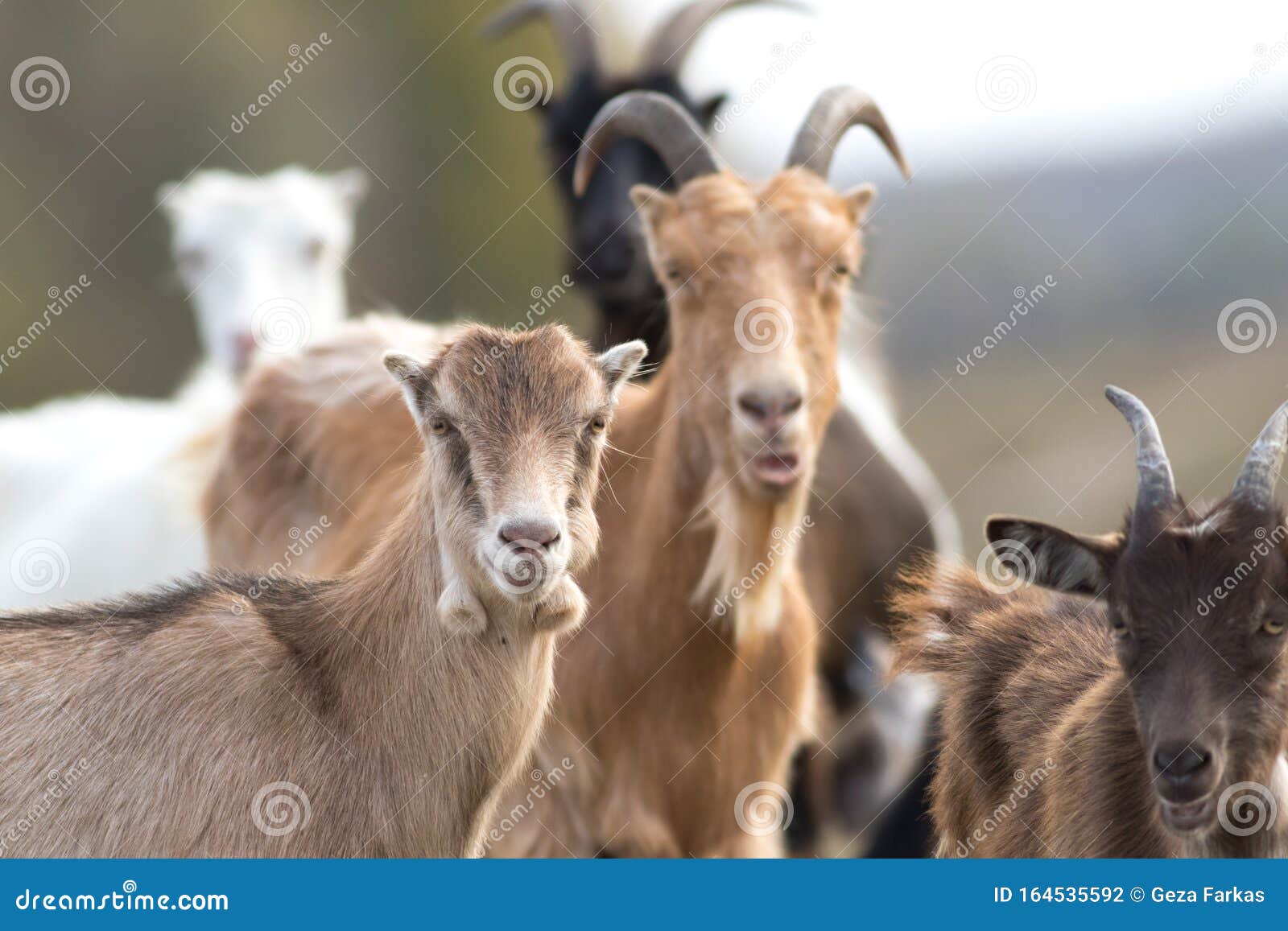 Flock of funny face goats stock photo. Image of farm - 164535592