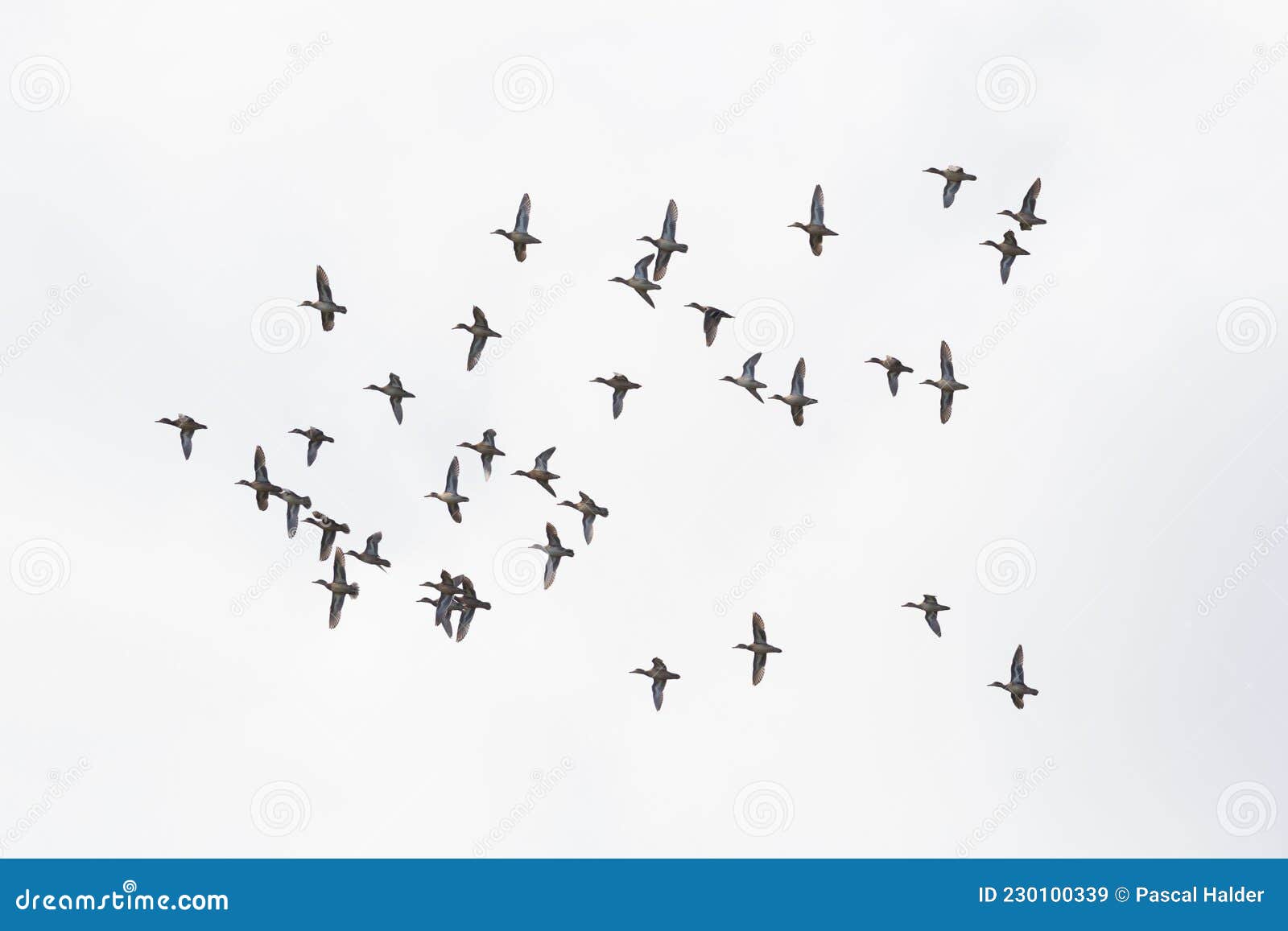 Flock of Gadwall Ducks Anas Strepera in Flight with Spread Wings Stock ...