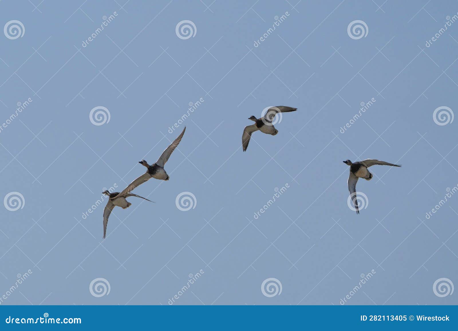 Flock of Gadwall Ducks Soaring through the Sky in Formation Stock Image ...