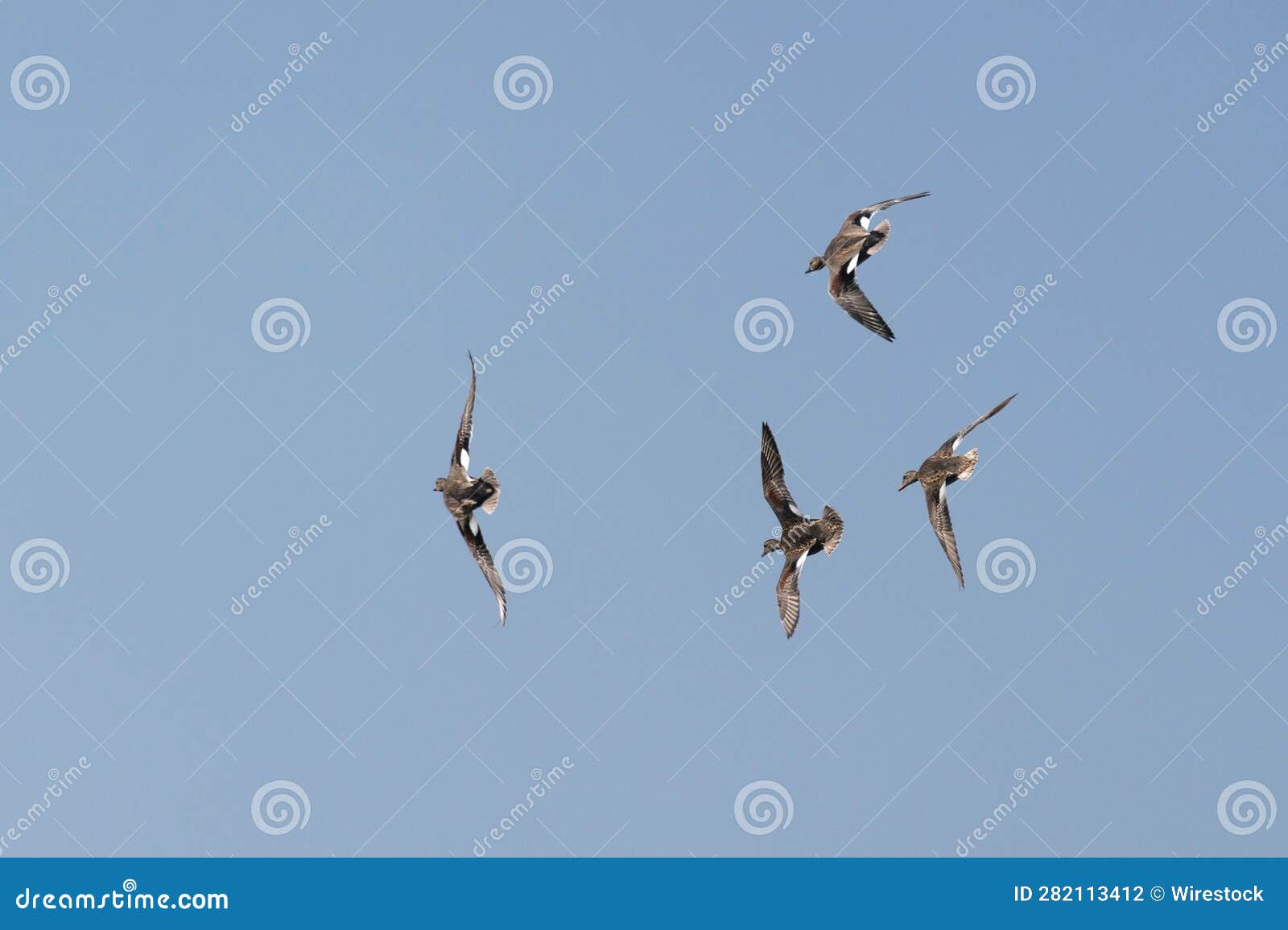 Flock of Gadwall Ducks Soaring through the Sky in Formation Stock Photo ...