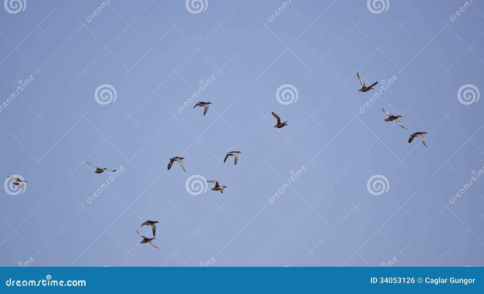 A Flock of Garganey in Flight Stock Photo - Image of waterfowl ...