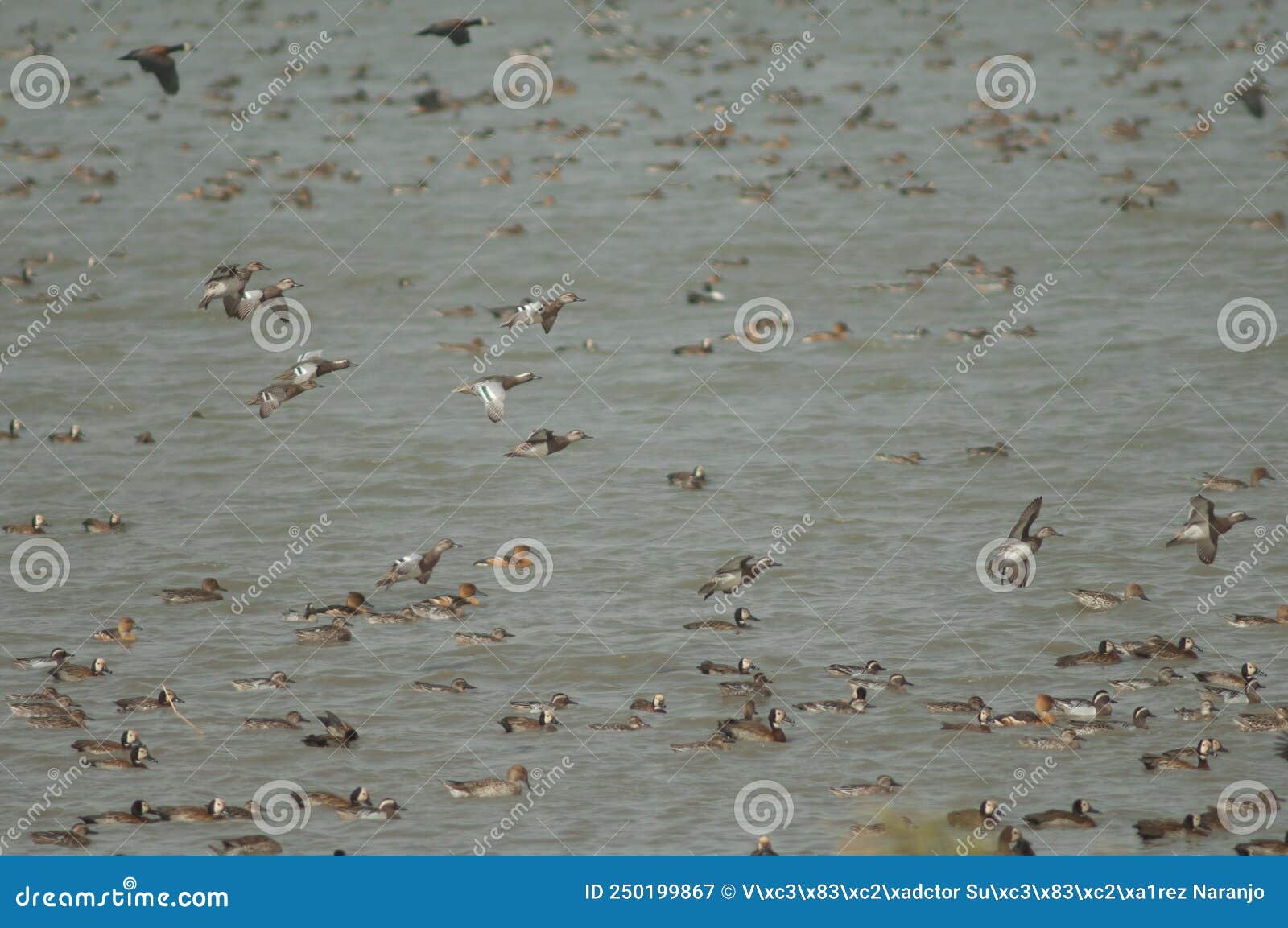 Flock of Garganey Spatula Querquedula in Flight. Stock Image - Image of ...