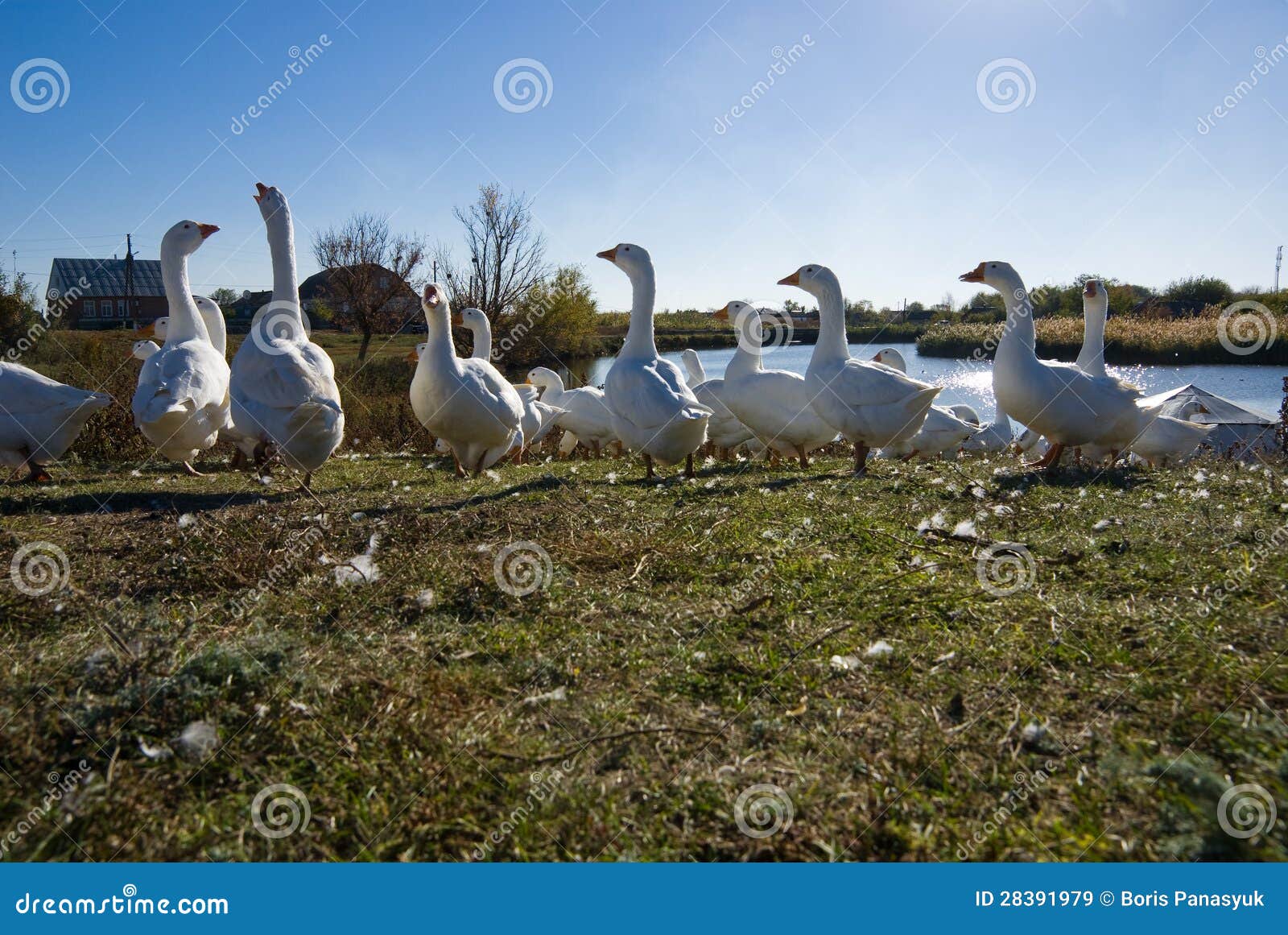 A flock of geese stock image. Image of head, bird, bank - 28391979