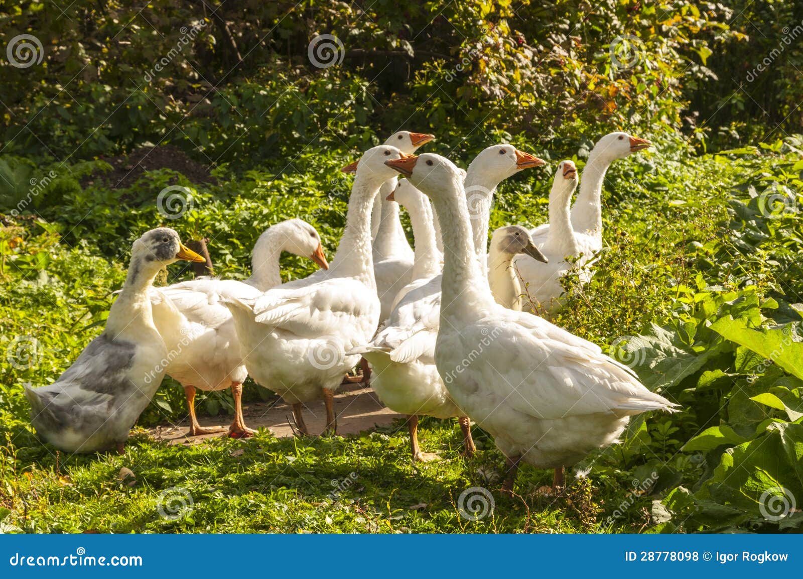 A flock of geese stock photo. Image of formation, arrangement - 28778098