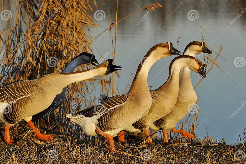 Flock of geese stock photo. Image of farm, goose, motion - 9447778