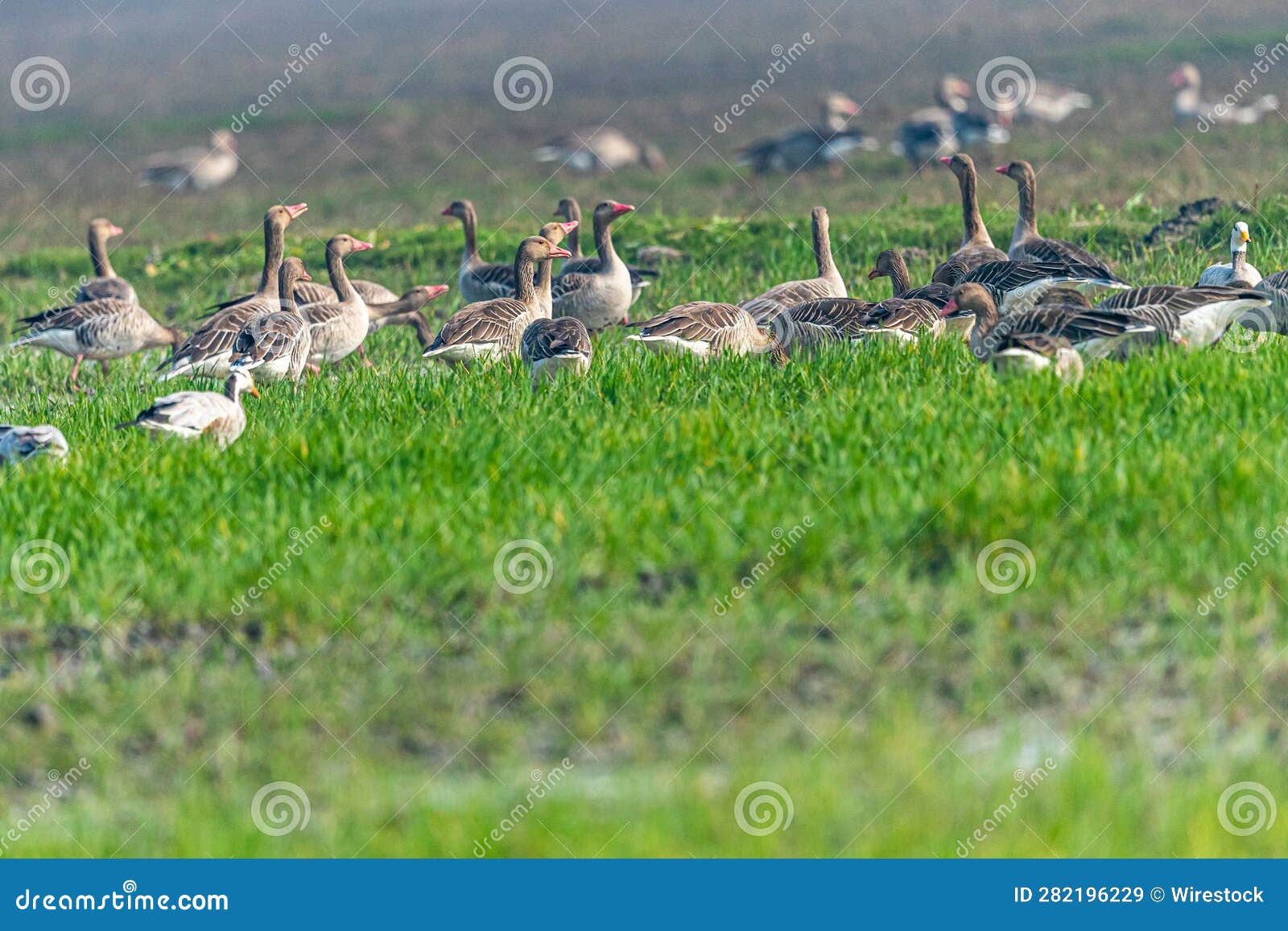 Flock of Geese in the Field Stock Image - Image of nature, perched ...