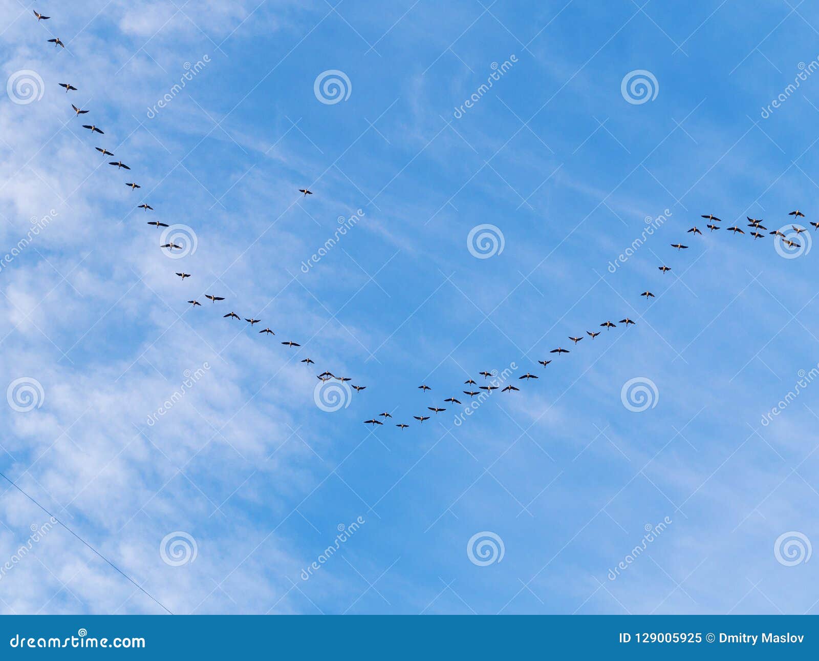 Flock of geese in flight stock image. Image of flying - 129005925