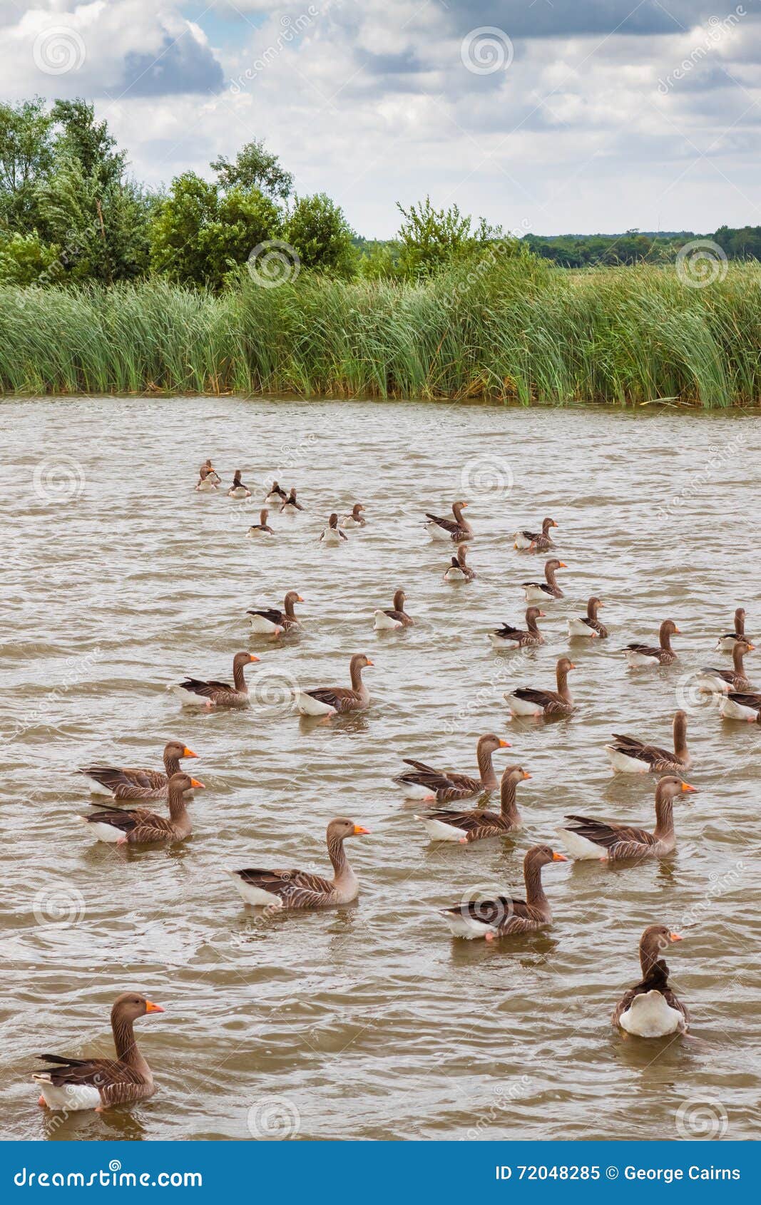 A Flock of Geese Float on a Canal in the English Norfolk Broads Stock ...