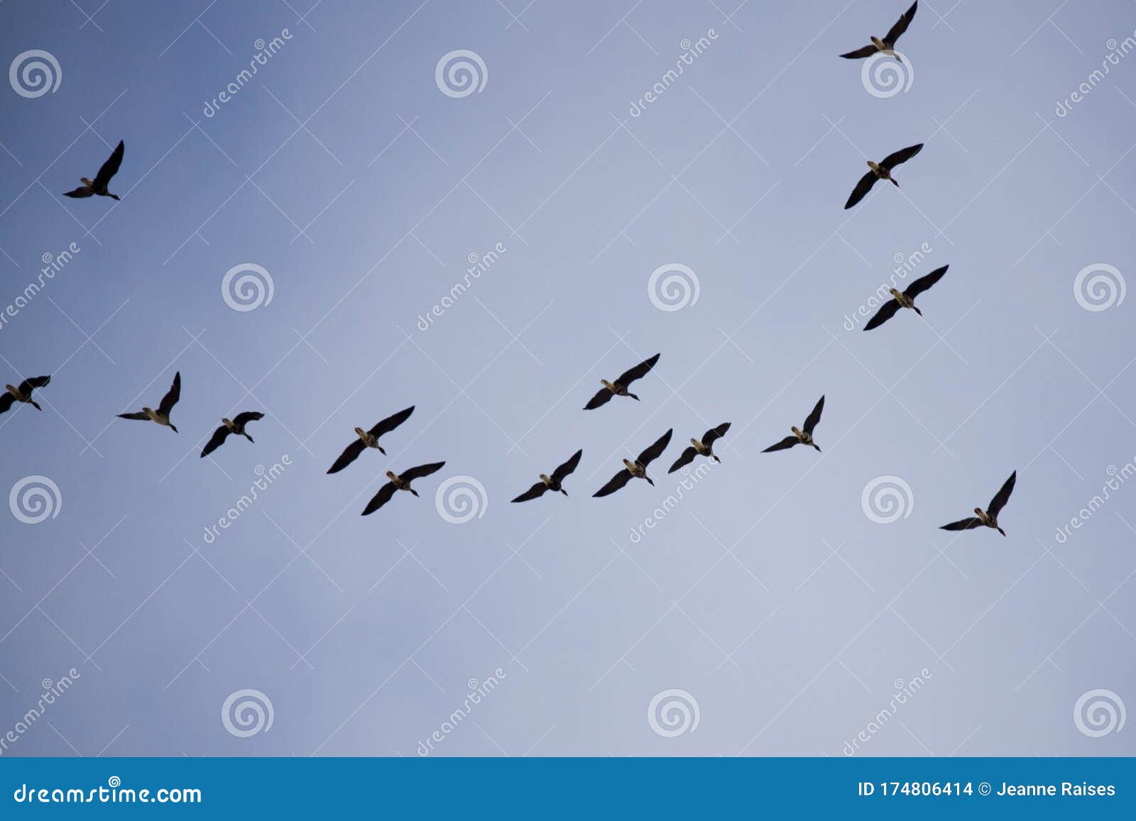 Geese Flocking during Spring Migration Stock Photo - Image of nest ...