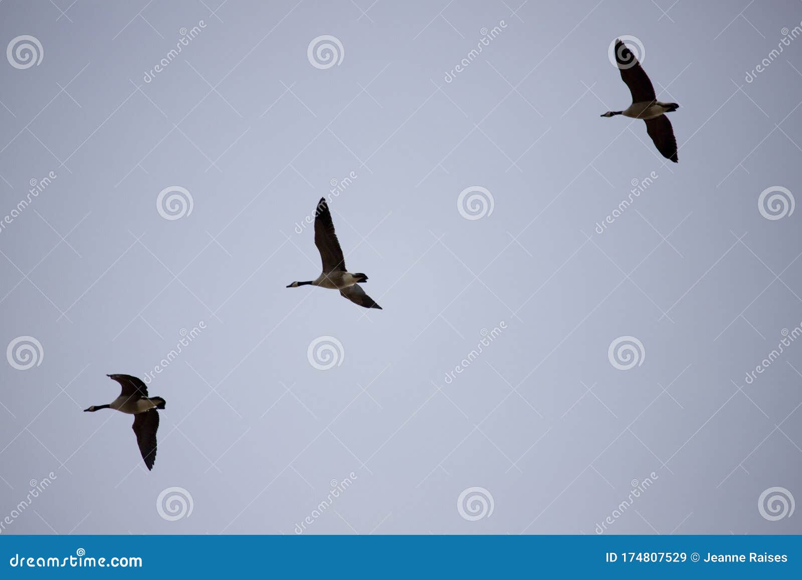 Geese Flocking during Spring Migration Stock Image - Image of high ...
