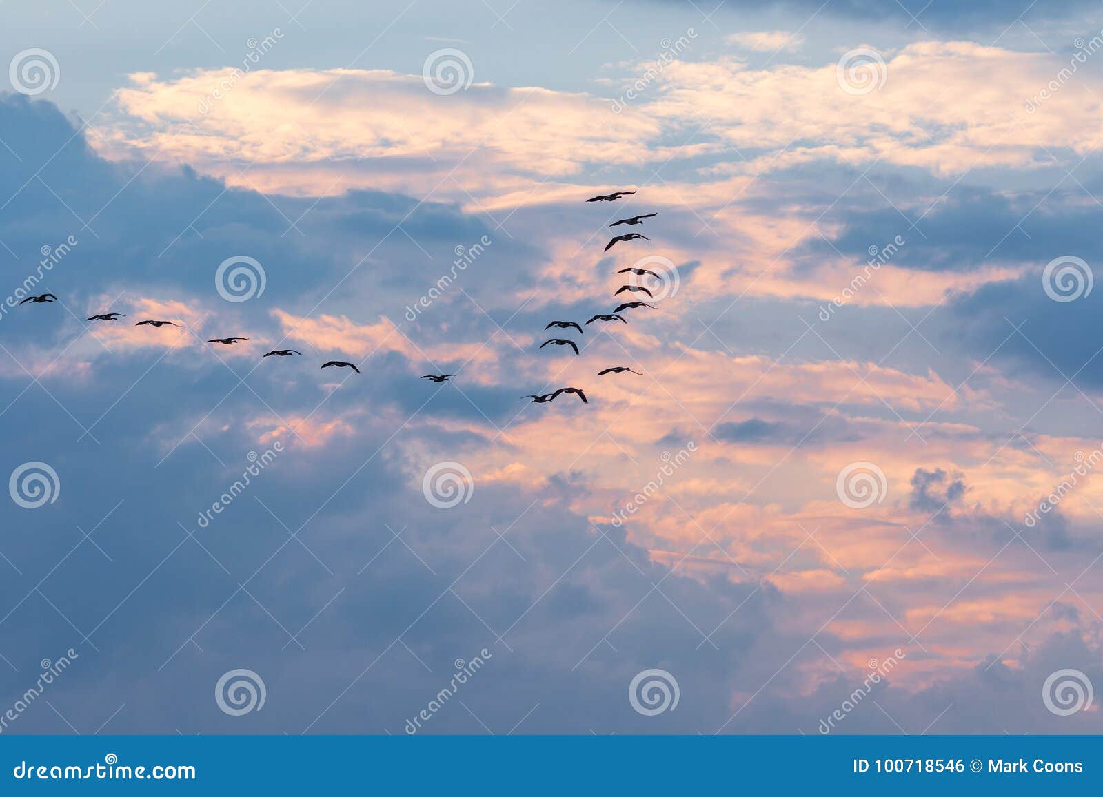 Flock of Geese Flying Away from the Changing Weather Stock Photo ...