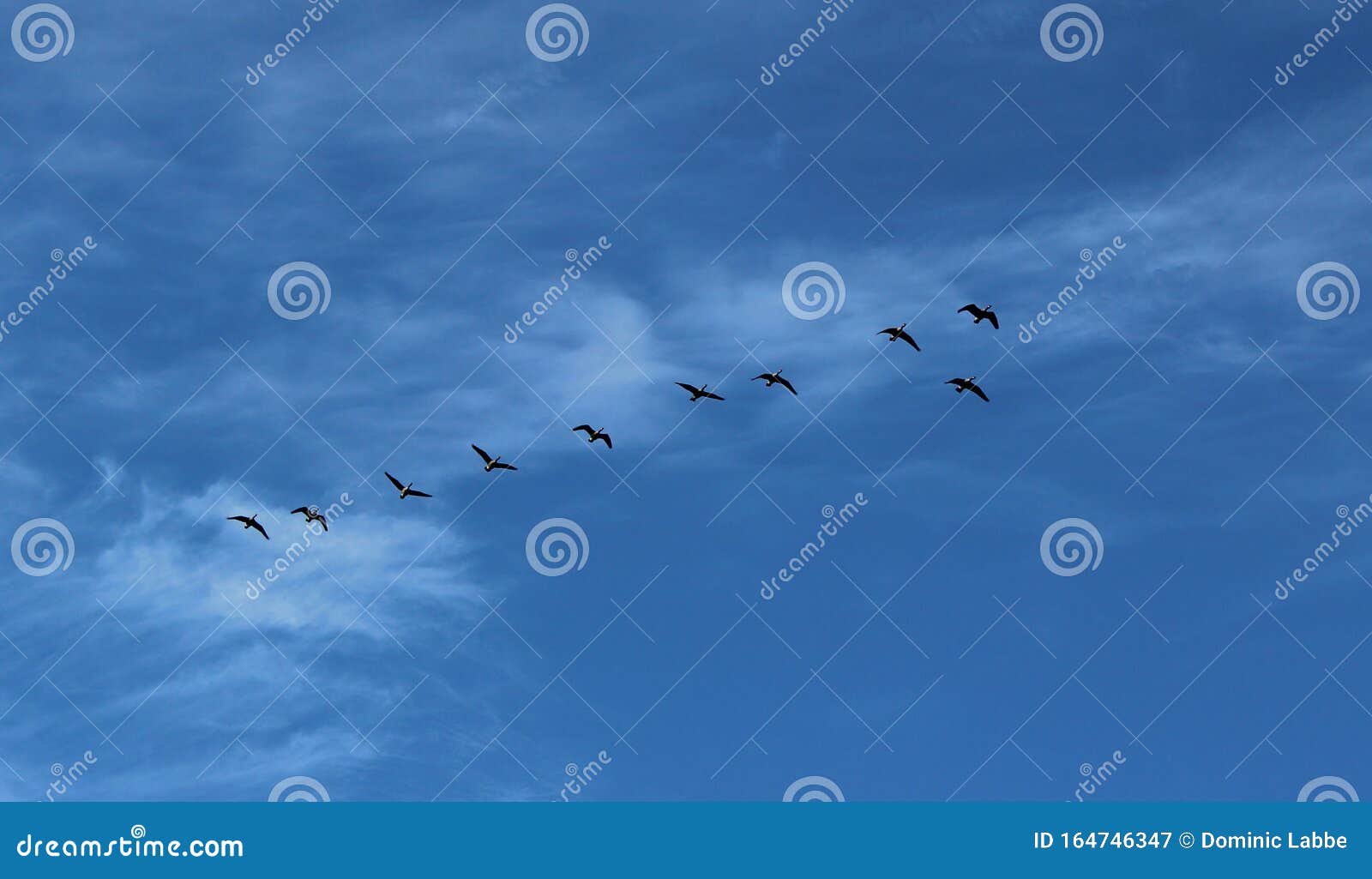 Flock of geese flying stock image. Image of natural - 164746347