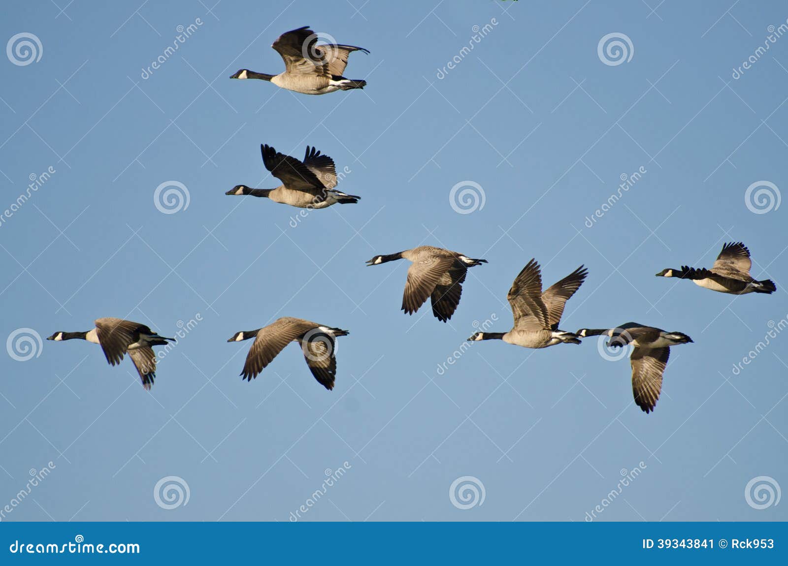 Flock of Geese Flying in Blue Sky Stock Image - Image of canada, nature ...