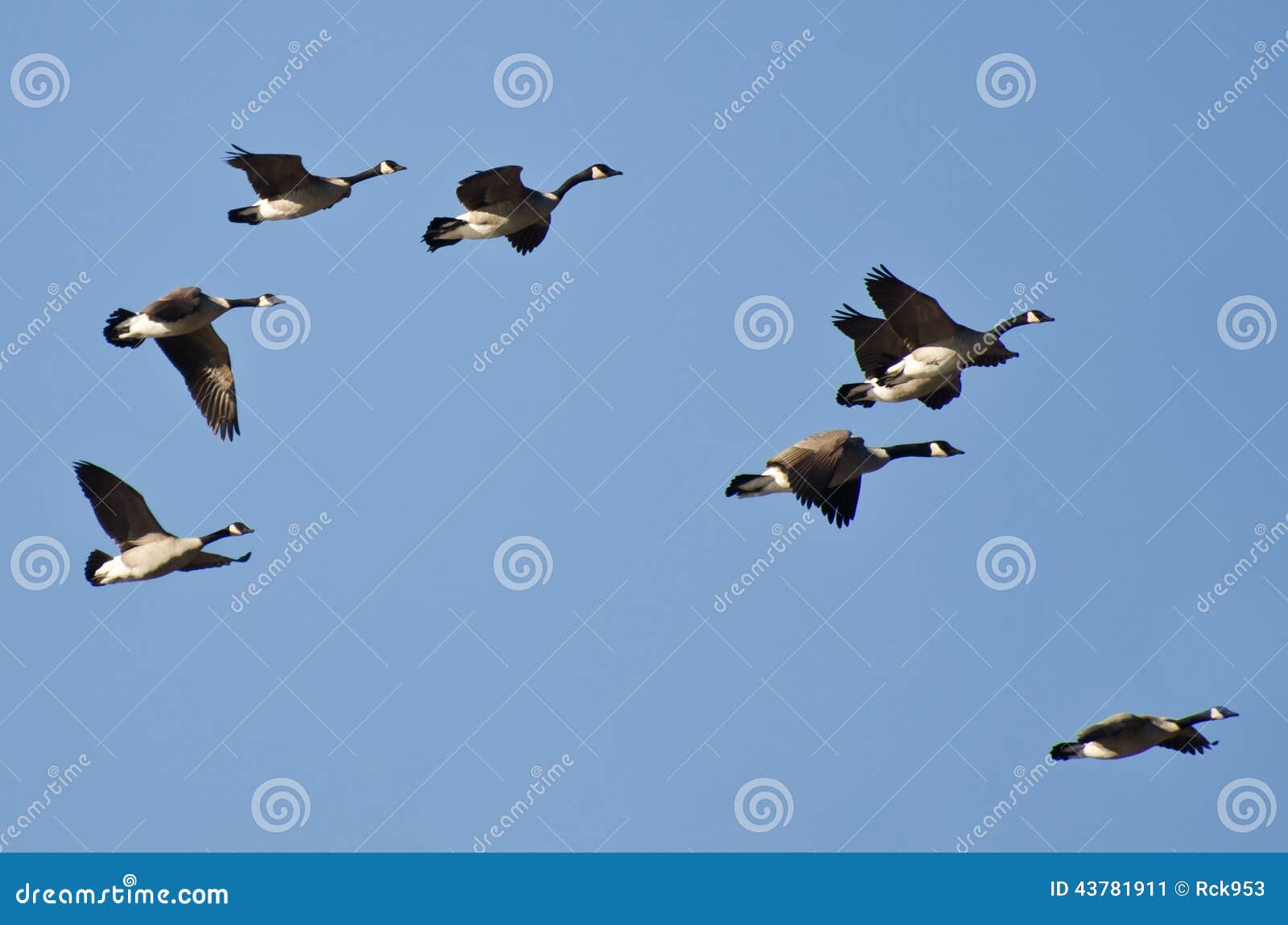 Flock of Geese Flying in Blue Sky Stock Image - Image of black, wild ...