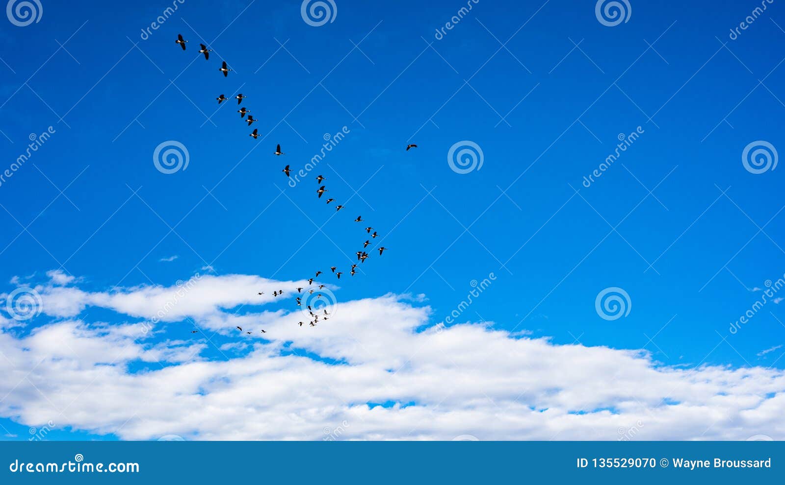 A Flock of Geese Flying in Formation with Blue Sky and White Cirrus ...