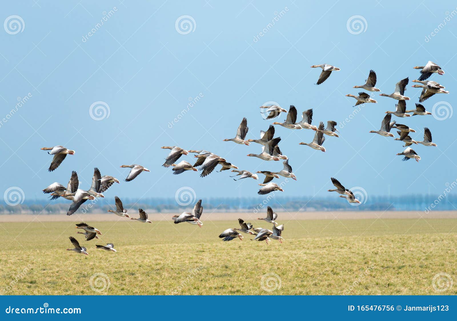 Geese Flying Over a Field in a Blue Sky in Sunlight in Winter Stock ...