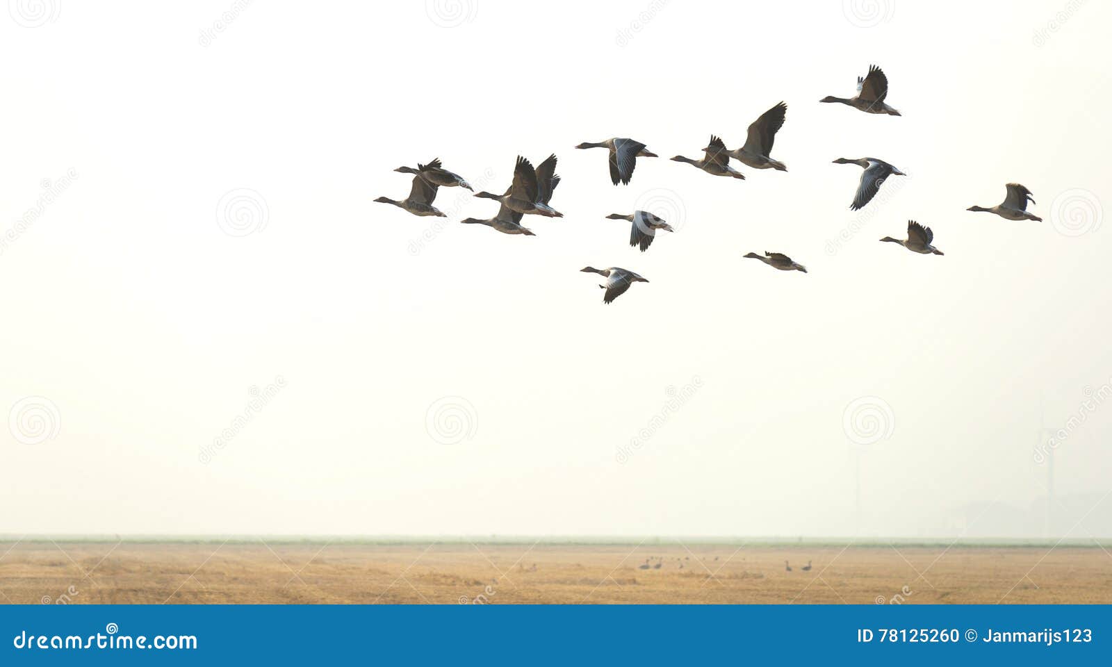 Flock of Geese Flying Over a Field Stock Photo - Image of flevoland ...