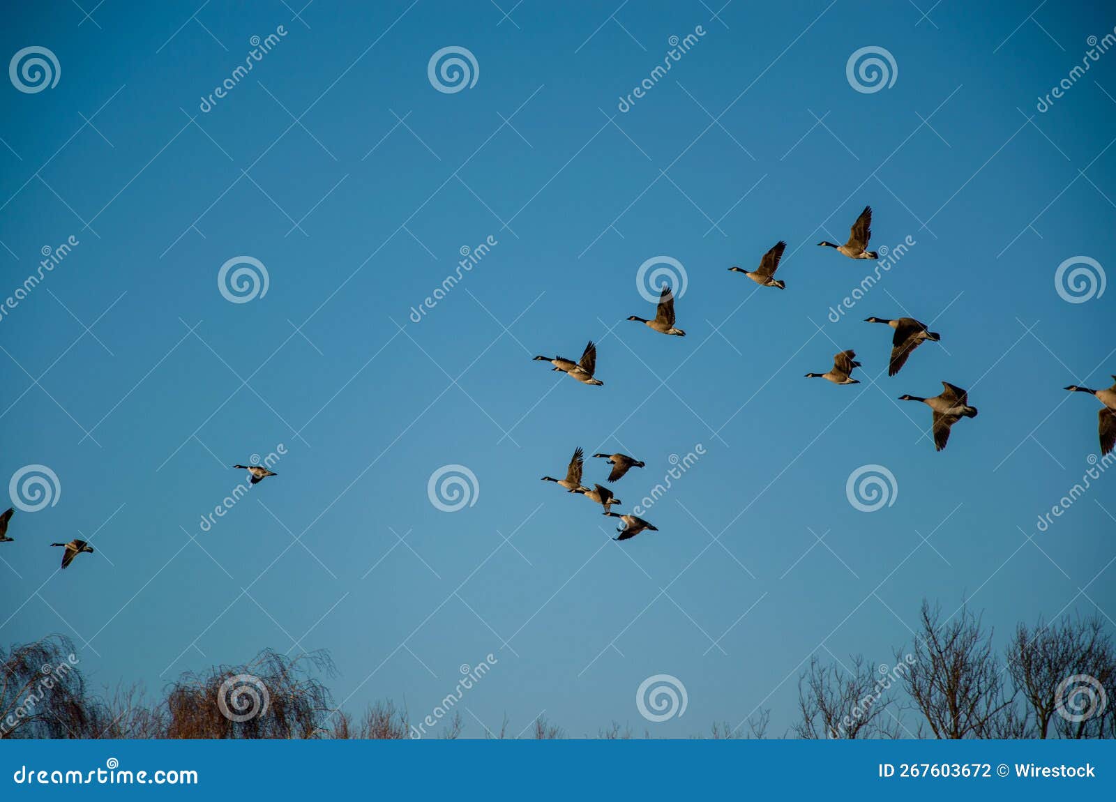 Flock of Geese Flying Over Trees in a Field Under the Sunlight and a ...