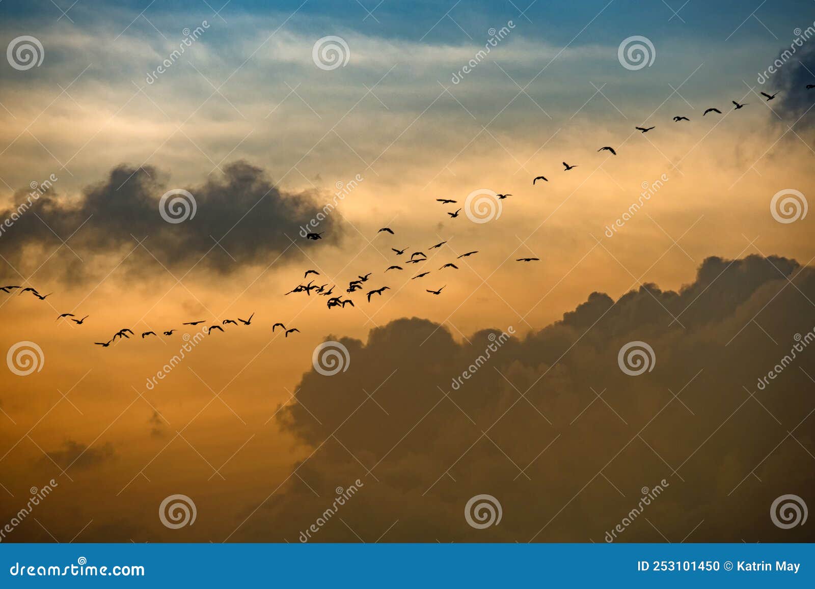 Flock of Geese Flying in the Sky at Sunset, Denmark Stock Photo - Image ...