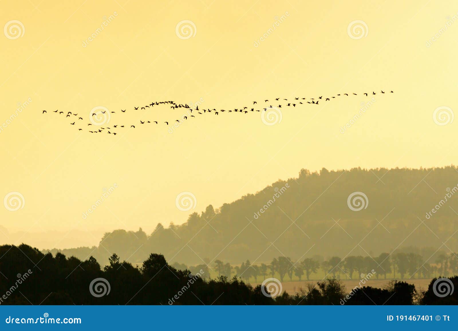 Flock of Geese Flying in the Sunset Stock Image - Image of morning ...