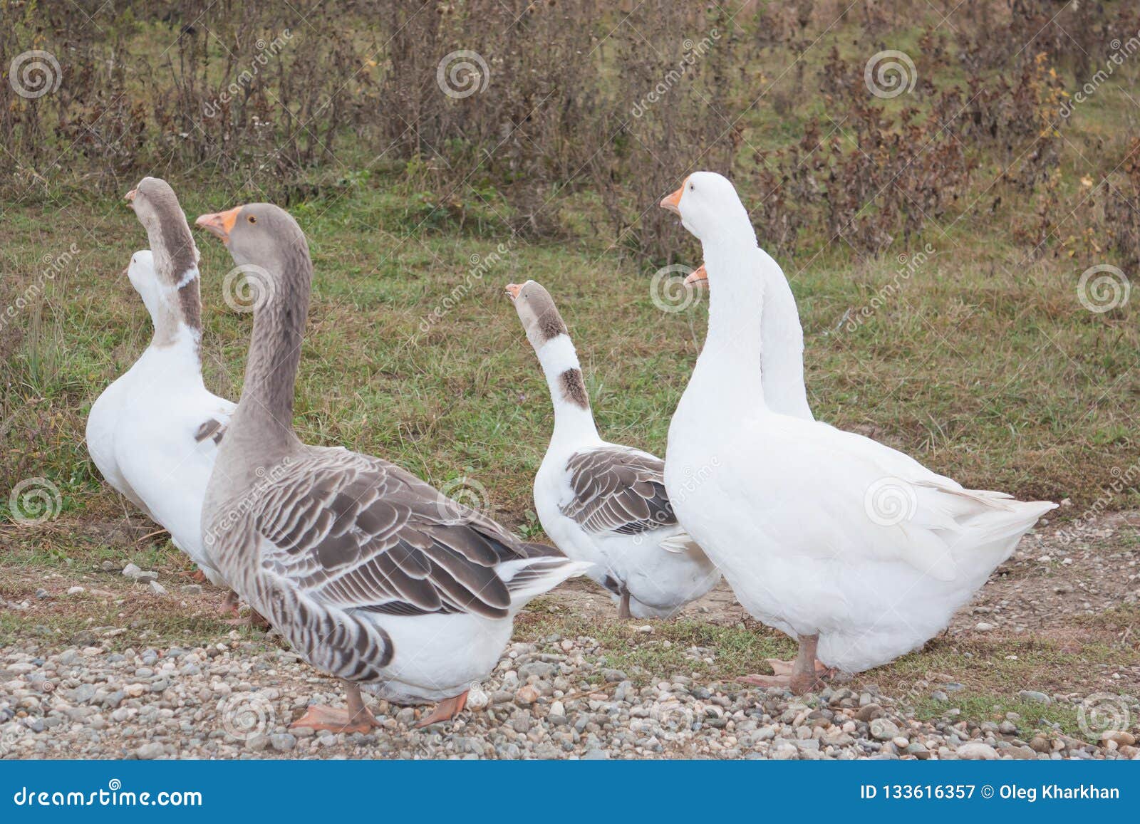 Flock of geese stock image. Image of agriculture, nature - 133616357