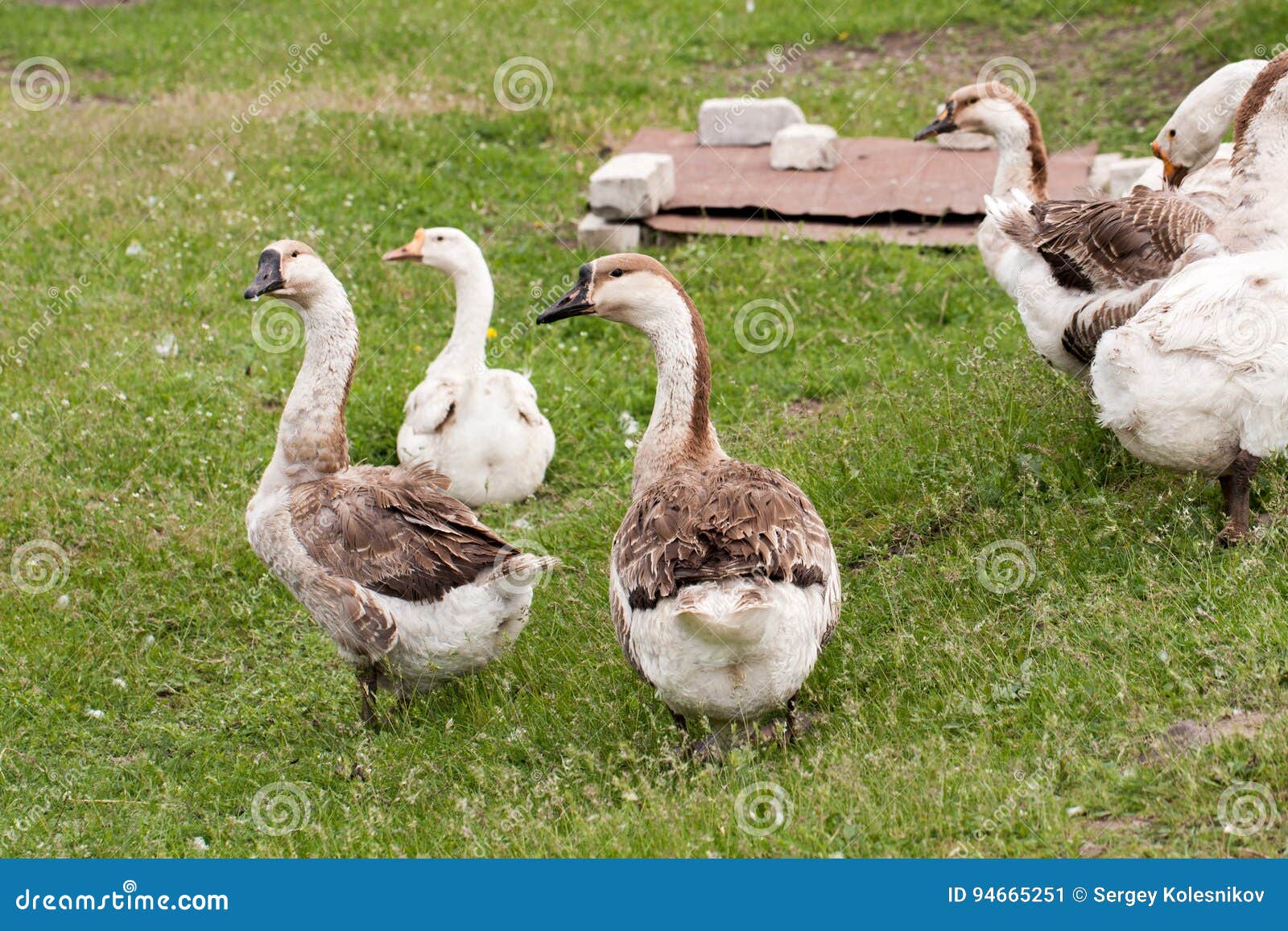 Flock of Geese Grazing on Grass in Spring Field Stock Image - Image of ...