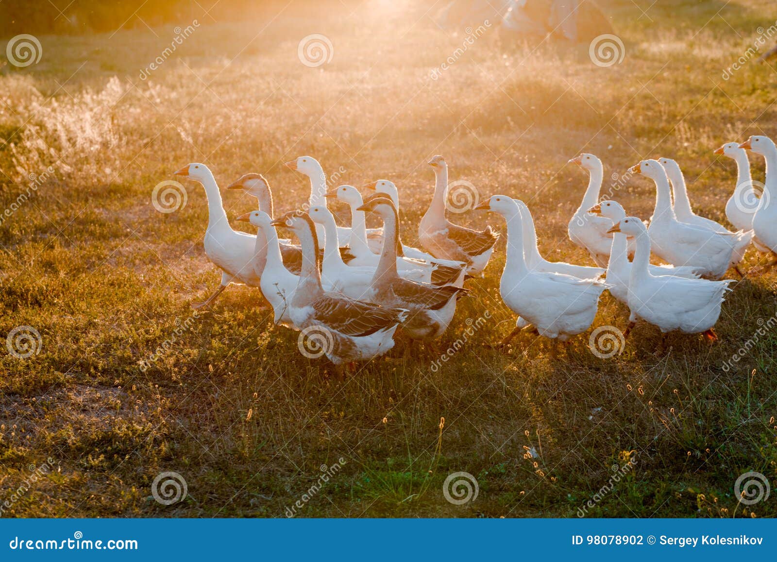 Flock of Geese Grazing on Grass in Summer Field at Sunset Stock Photo ...