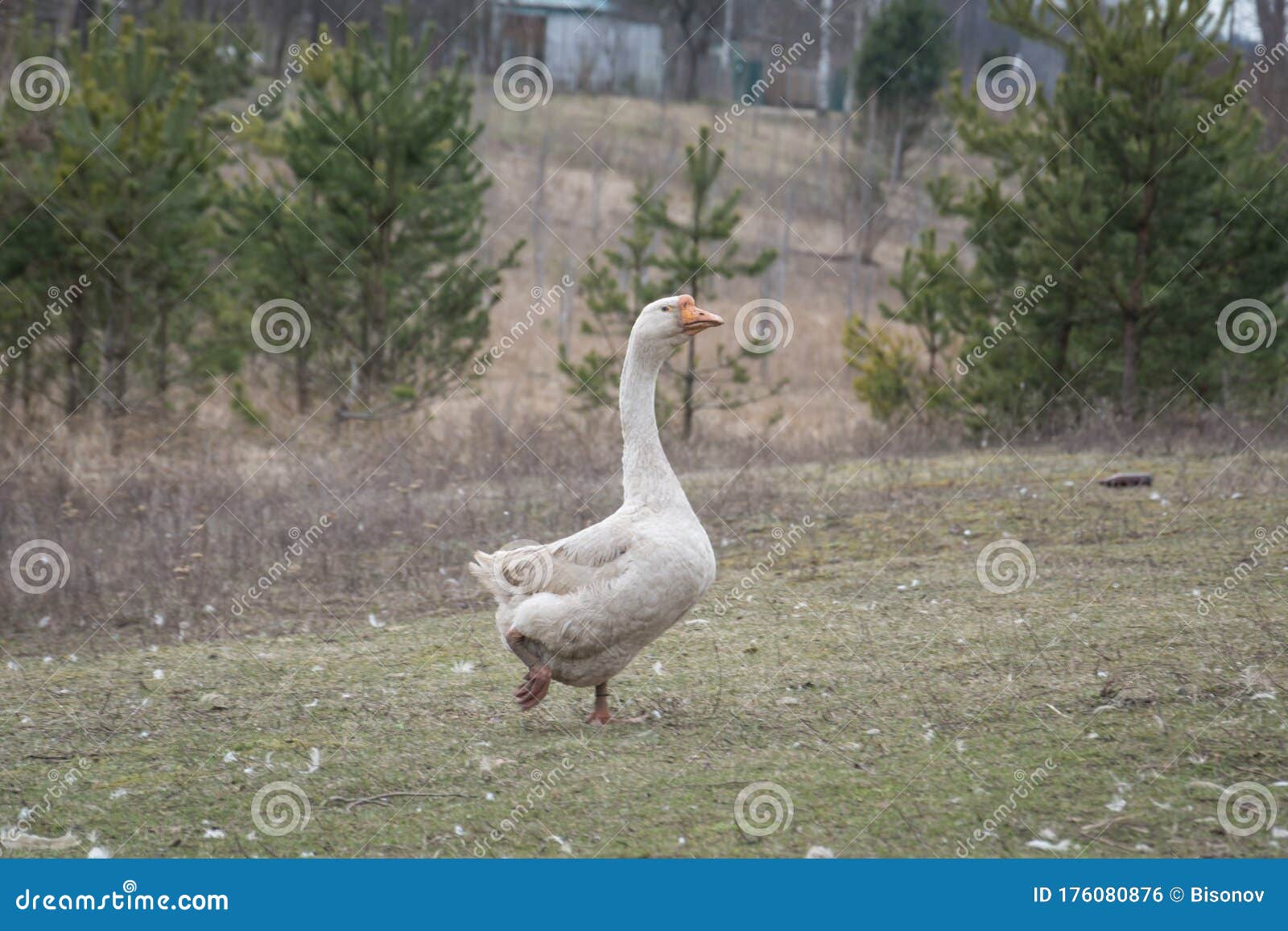 Flock of Geese Grazing Grass Stock Photo - Image of goose, female ...