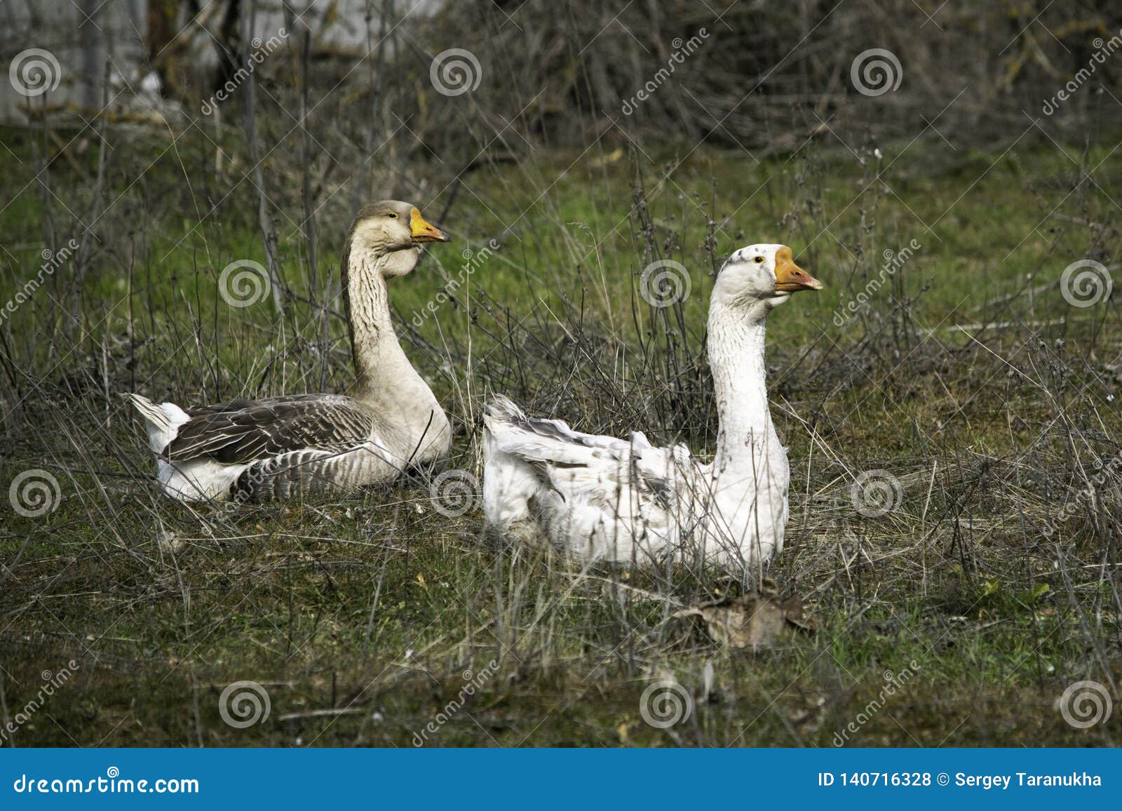 Flock of Geese Grazing on Green Grass Stock Photo - Image of avian ...